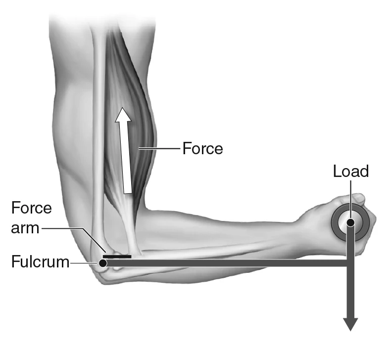 The Physics of Your Arm – The Hominin Hiker